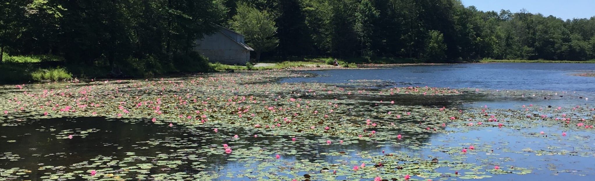 Lily Pond Loop | Map, Guide - New York | AllTrails