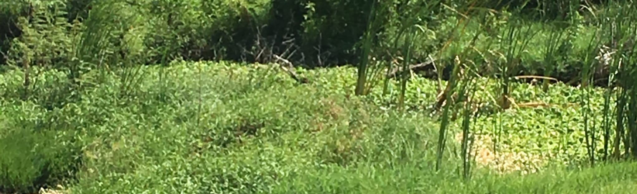 Shell Crete Loop: 4 Reviews, Map - Texas | AllTrails