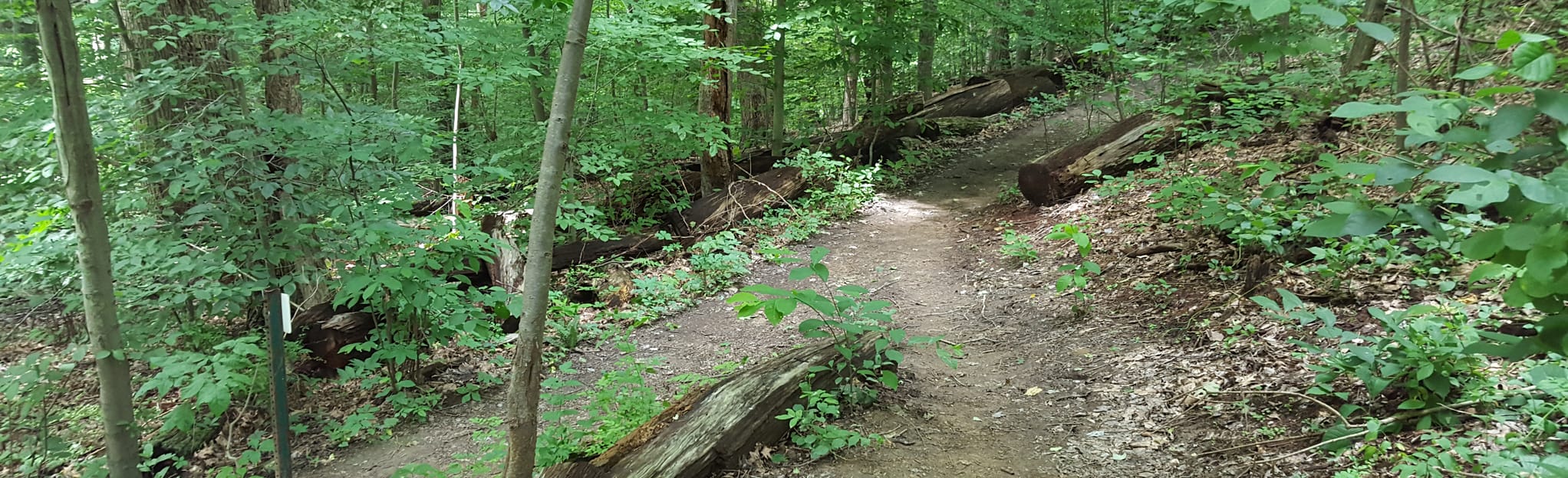 Black Cherry to Butterfly Loop Trail: 336 Reviews, Map - Pennsylvania ...