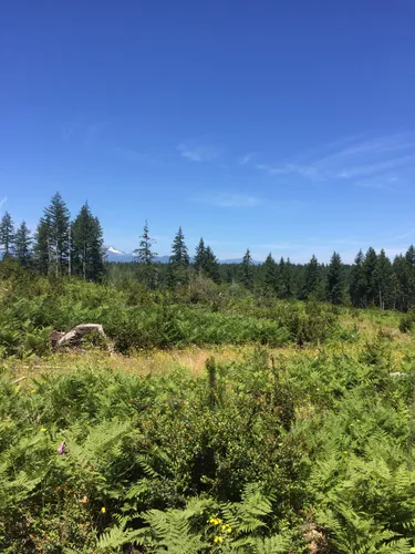10 Best Hikes and Trails in Tahuya State Forest | AllTrails