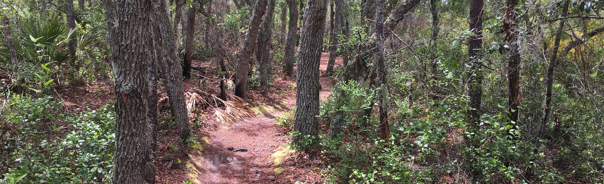 Yahoo and E Ditch of Doom Loop, Florida - 366 Reviews, Map | AllTrails
