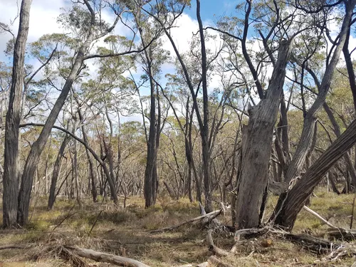 Best Walking Trails in Spring Gully Conservation Park | AllTrails