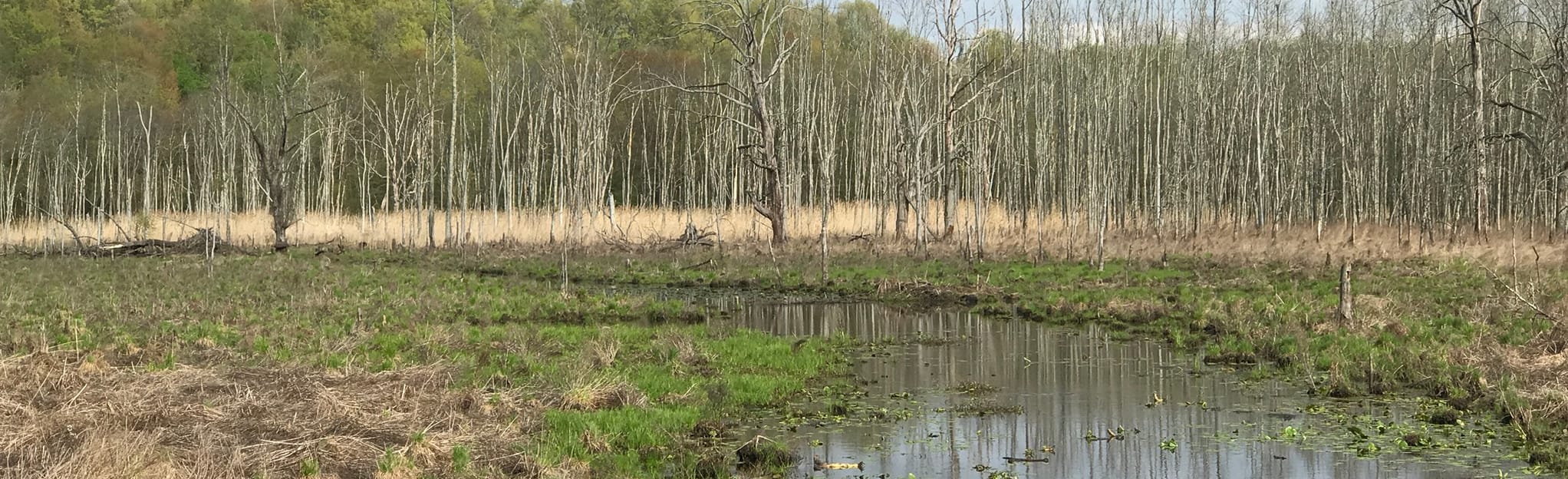 Stewart State Forest Foot Trail | Map, Guide - New York | AllTrails