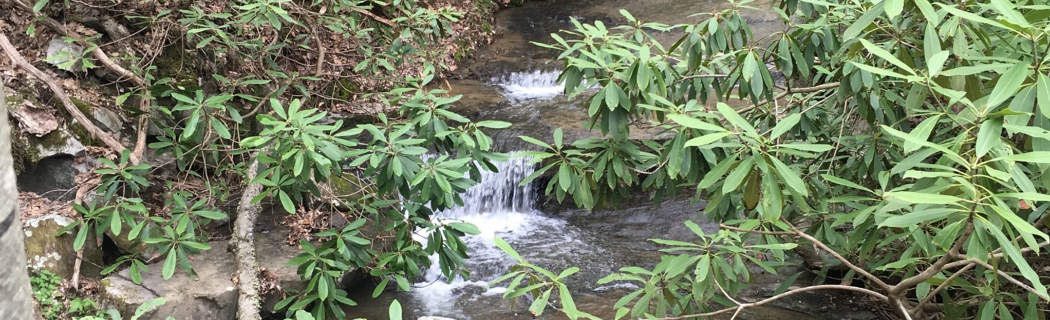 Kentuck Trail to Youghiogheny River Trail Loop: 107 Reviews, Map ...