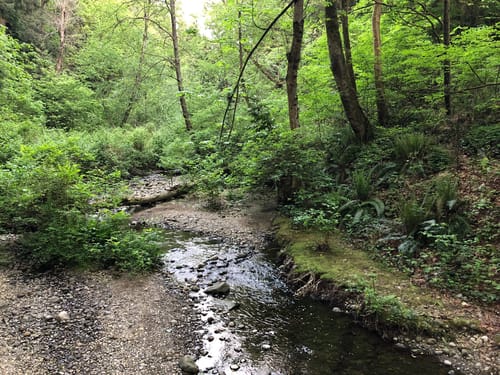 2023 Best trails in Byrne Creek Ravine Park | AllTrails