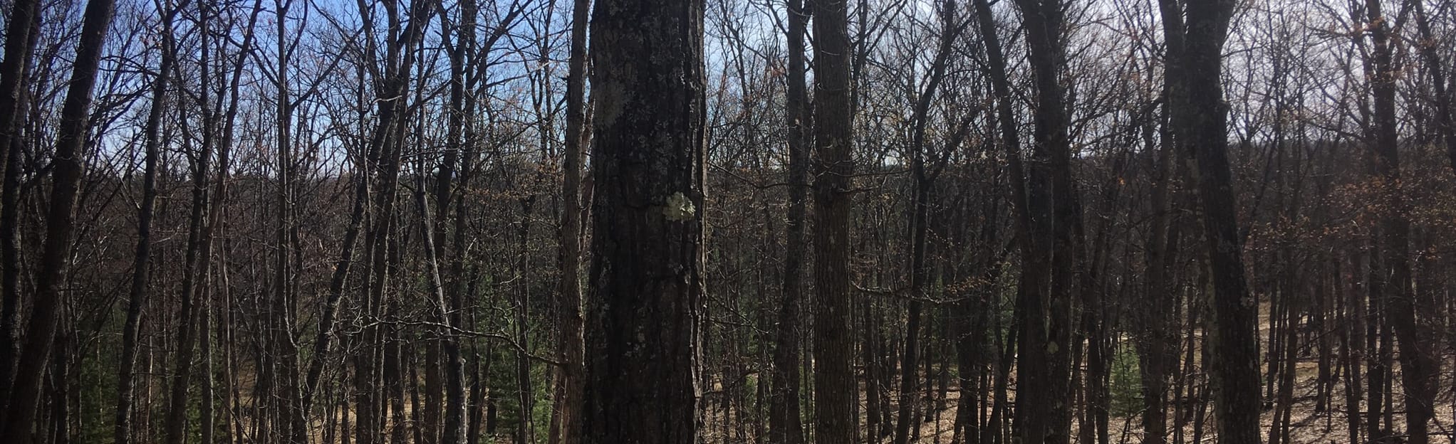 Hanson Hills Overlook Trail, Michigan - 115 Reviews, Map | AllTrails