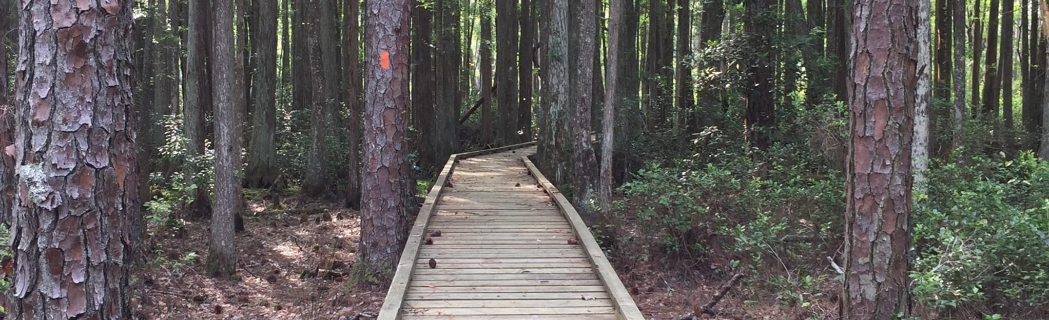 Ocean Pond via Florida Trail, Florida - 35 Reviews, Map | AllTrails