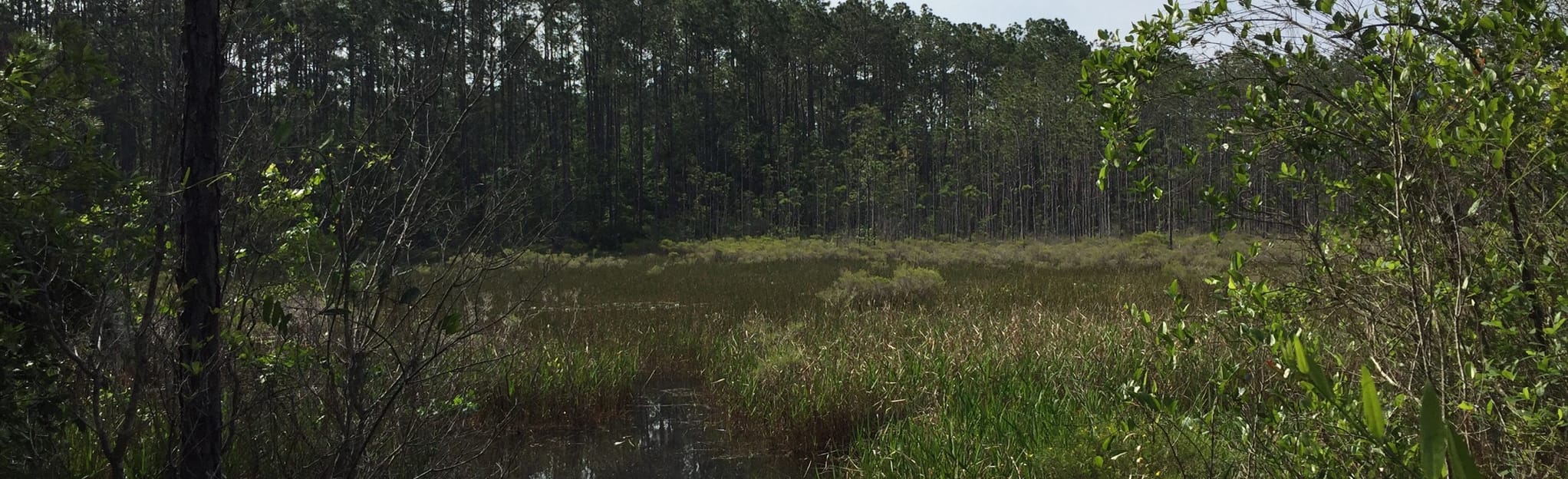 Florida Trail: Lake Butler Forest to Osceola National Forest | Map ...