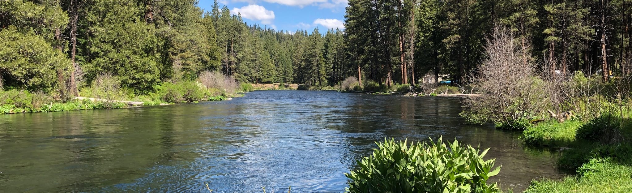 East and West Metolius River Loop, Oregon - 182 Reviews, Map | AllTrails