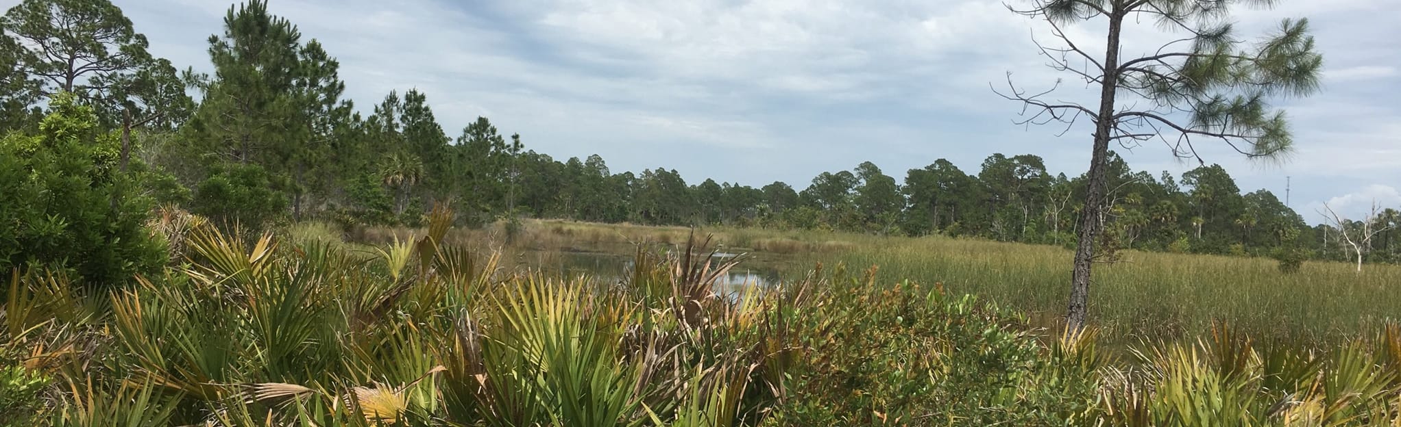 Cedar Key Scrub White Trail Loop, Florida - 45 Reviews, Map | AllTrails