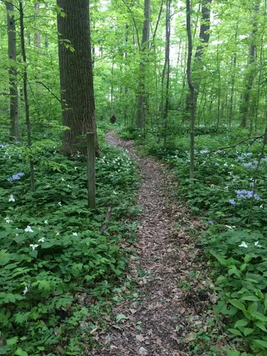 10 Best Trails and Hikes in Fort Wayne | AllTrails