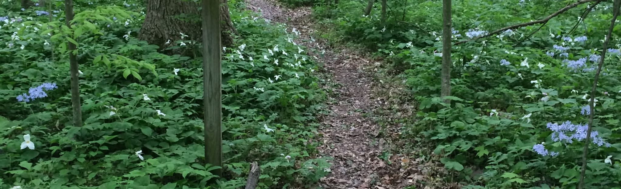 Fogwell Forest Nature Trail: 111 foto's - Indiana | AllTrails