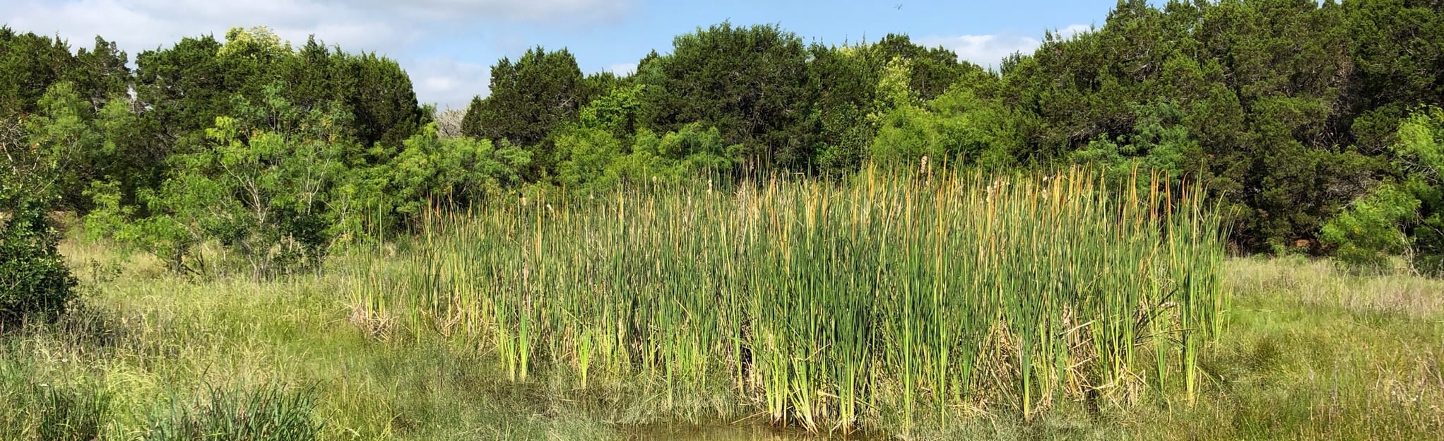 Stephenson Preserve Loop Trail, Texas - 450 Reviews, Map | AllTrails