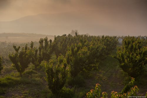 2023 Best 10 Trails, Walks, and Paths in Majdal Shams | AllTrails