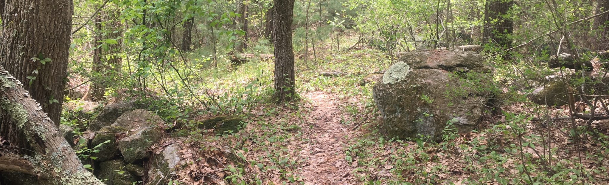 Taft Reservation Loop: 57 Reviews, Map - Massachusetts | AllTrails