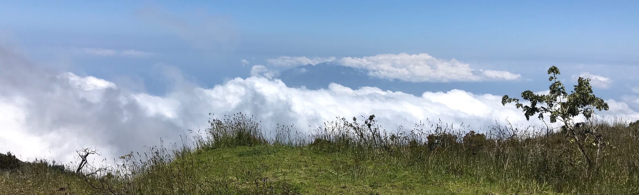 Mamane Loop: 176 Fotos - Maui, Hawaii | AllTrails