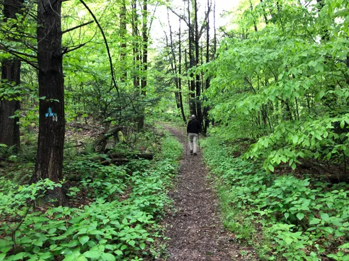 Best Hikes and Trails in Blue Knob State Park | AllTrails