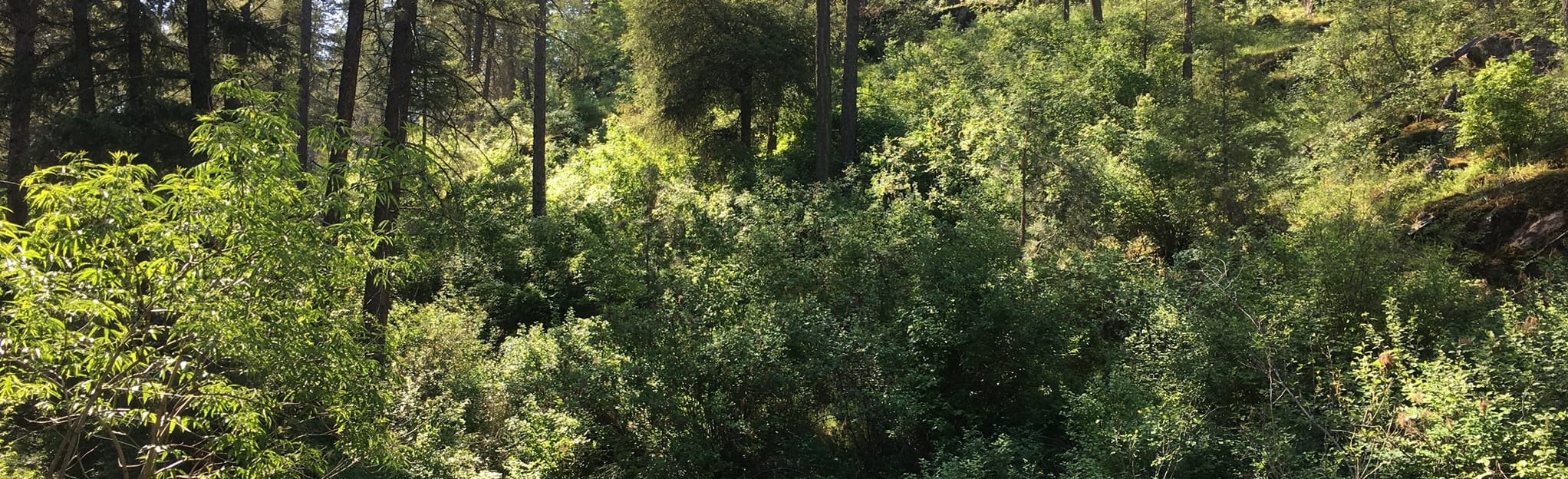 Upper Falls Loop: 420 Reviews, Map - Idaho | AllTrails