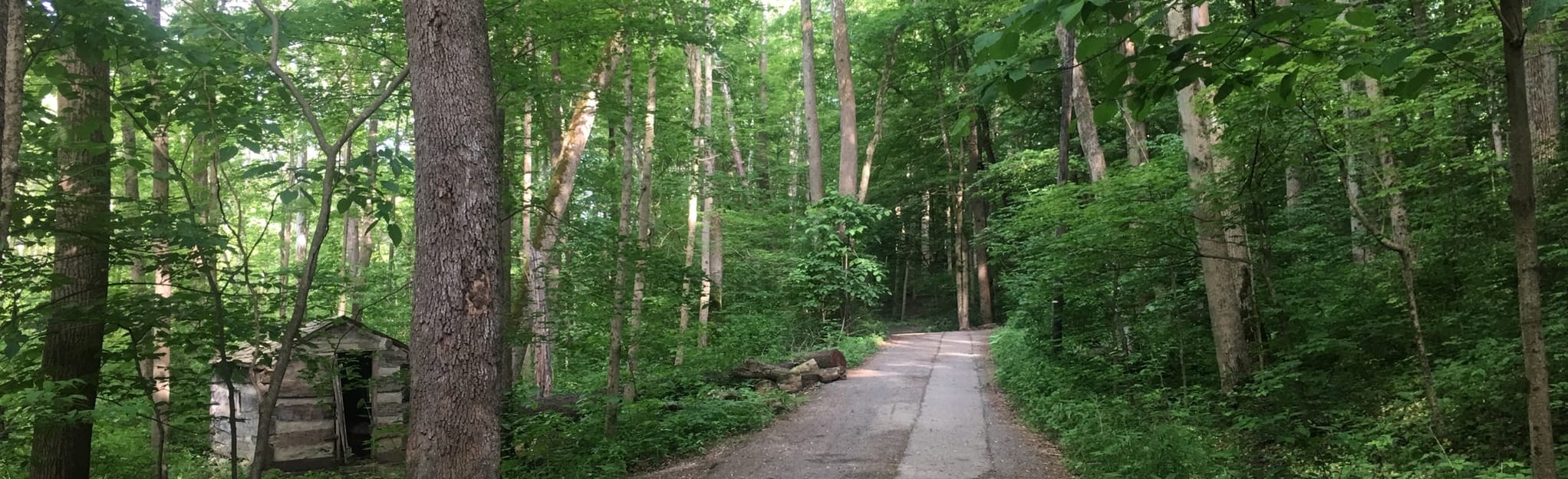 California Woods Ridge Loop, Ohio - 165 Reviews, Map | AllTrails