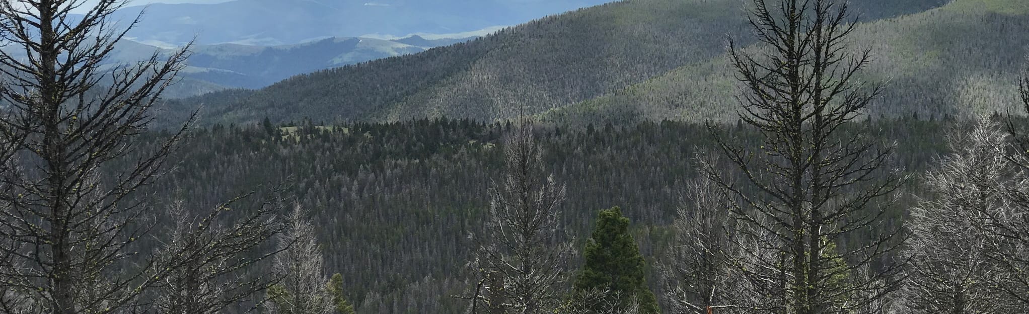 Flesher Pass Trail, Montana - 35 Reviews, Map | AllTrails