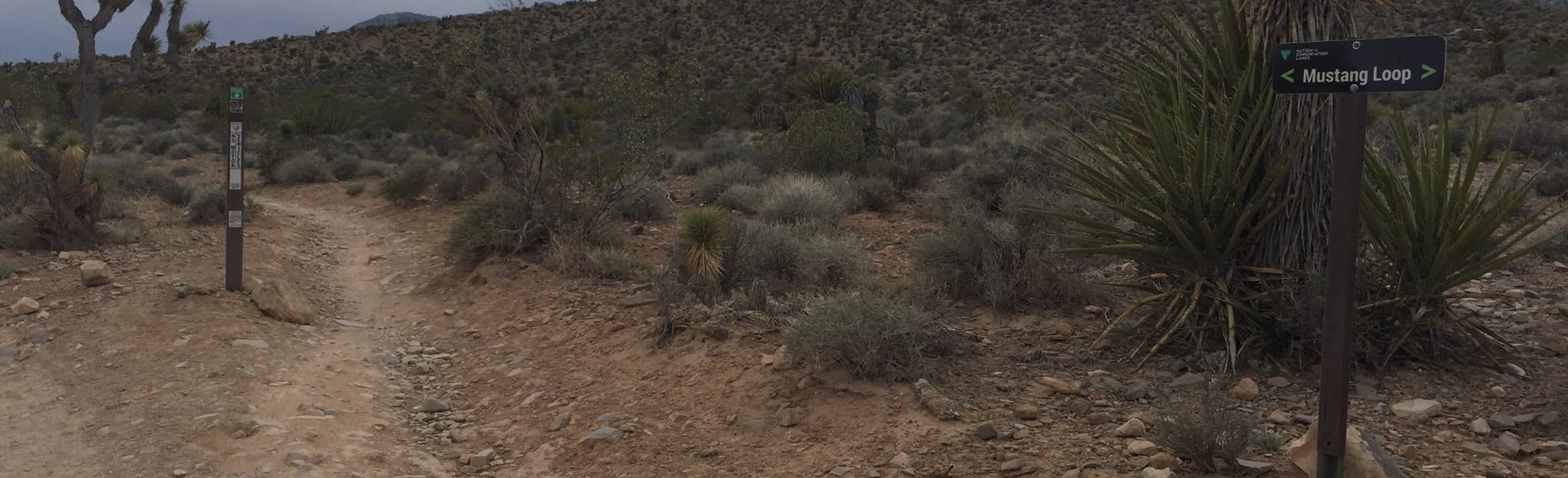 Mustang and Landmine Loop, Nevada - 132 Reviews, Map | AllTrails