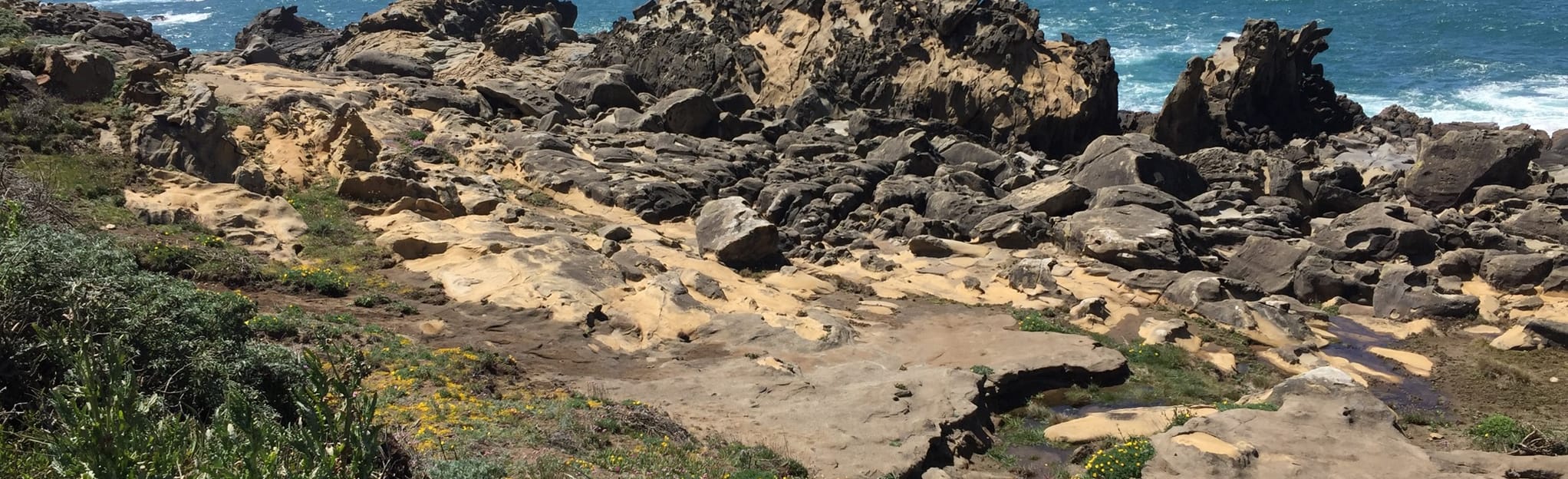 Salt Point-Stump Beach Trail: 46 Reviews, Map - California | AllTrails