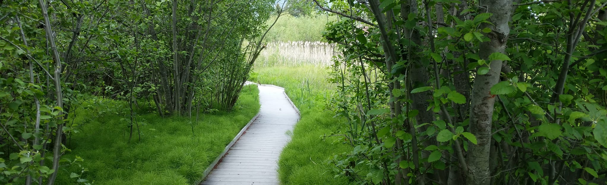 Sisson Meadow Trail Loop, California - 88 Reviews, Map | AllTrails