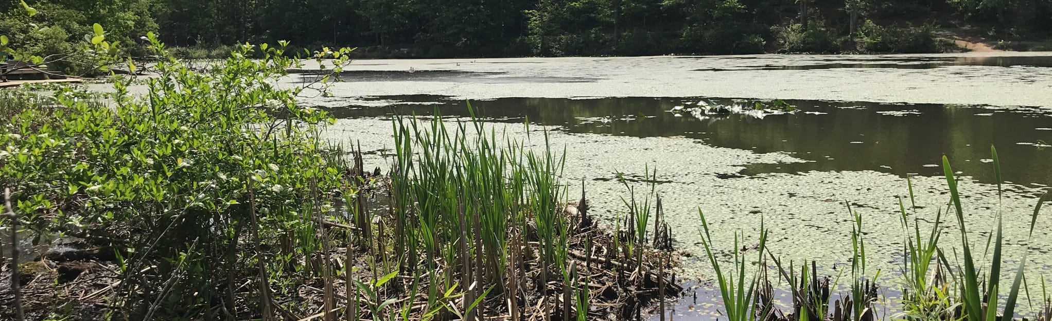 Horse Nettle, Joe Pye, Pandapas Pond, and Wetland's Boardwalk Loop ...