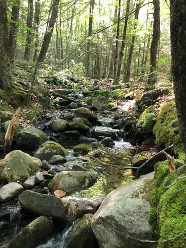 Best Hikes and Trails in Cadwell Memorial Forest | AllTrails