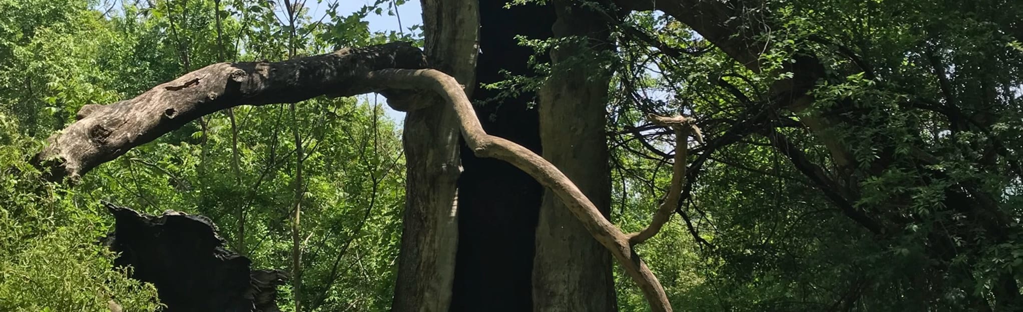 Murrow/Lakeside Trail: 28 Reviews, Map - New York | AllTrails