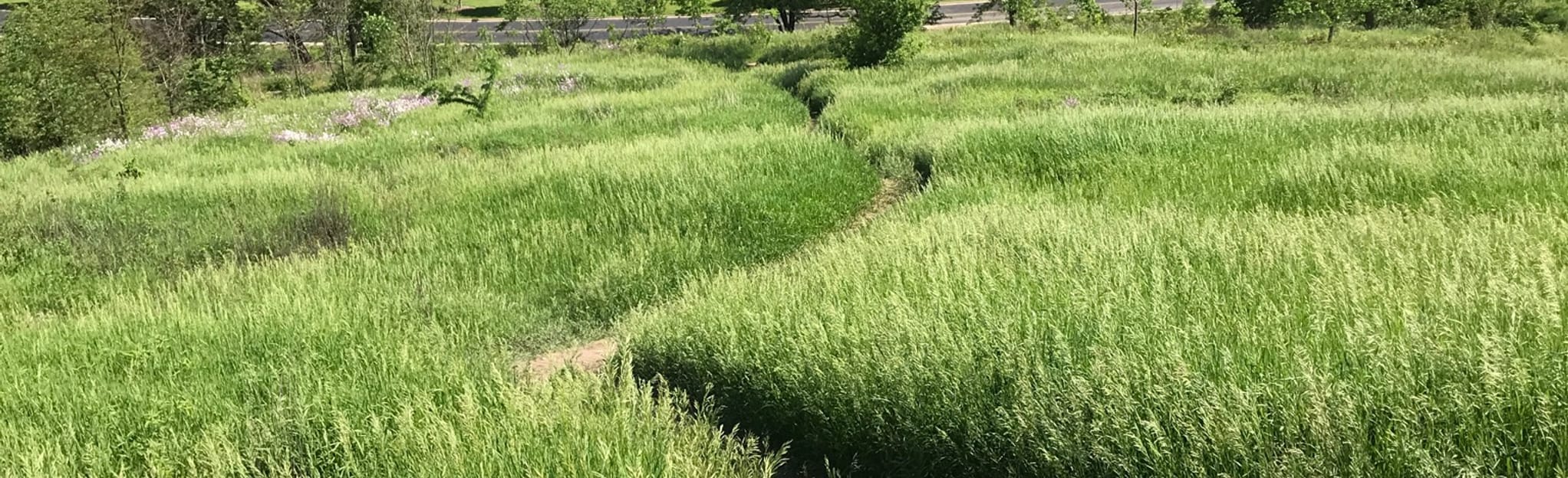 Mount Hoy Trail, Illinois - 159 Reviews, Map | AllTrails