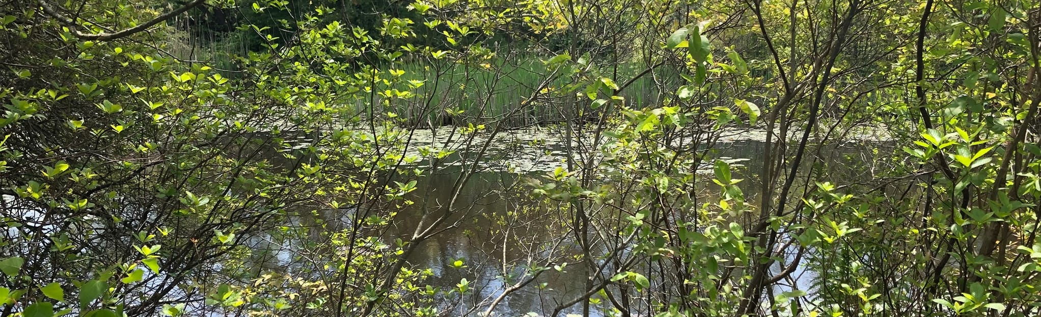 Ninigret Conservation Area Trail: 251 Reviews, Map - Rhode Island ...