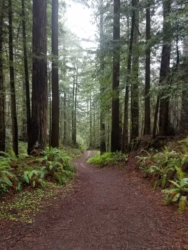 10 Best Hikes and Trails in Purisima Creek Redwoods Open Space Preserve ...