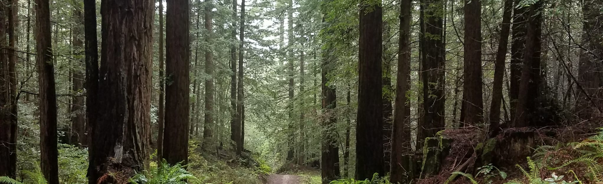 Grabtown Gulch to Purisima Creek Loop, California - 1,800 Reviews, Map ...