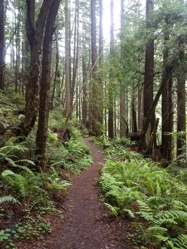 Best 10 Hiking Trails in Purisima Creek Redwoods Open Space Preserve ...