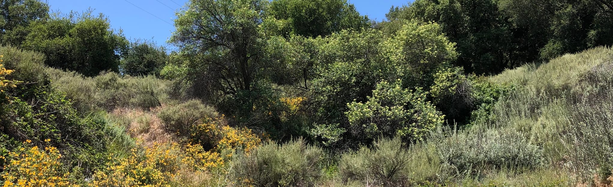 Newhall Pass: Weldon Canyon Trail, California - 223 Reviews, Map ...