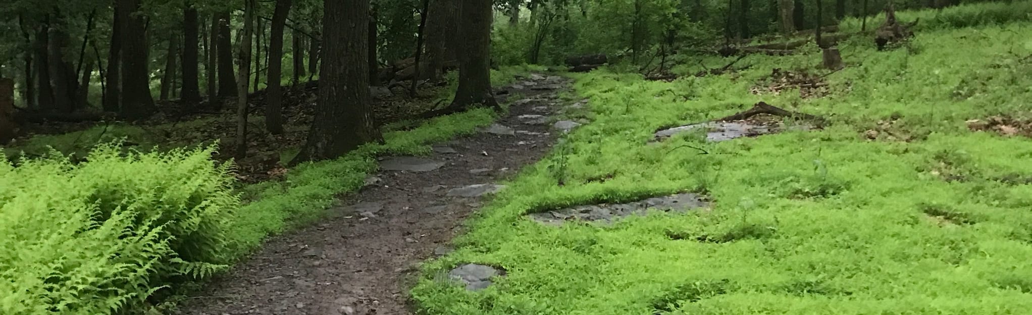 Gambrill Yellow Trail: 624 Reviews, Map - Maryland | AllTrails