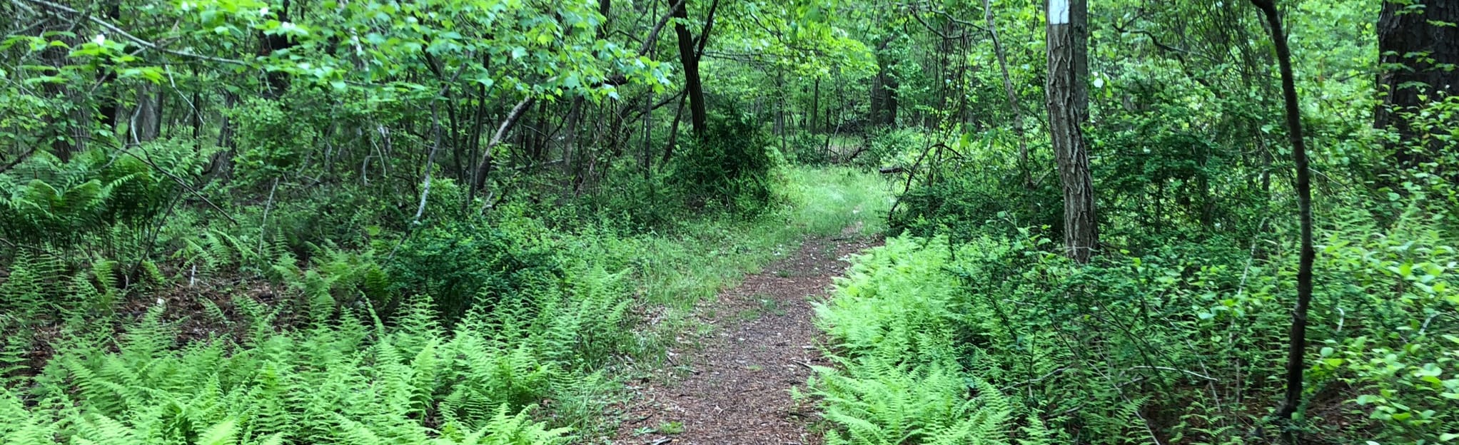 Hot Water Street, Toppings Path, Paumanok Path - New York | AllTrails