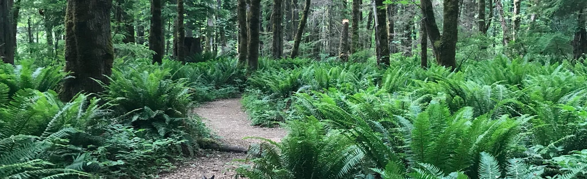 Morrison Creek , British Columbia, Canada - 63 Reviews, Map | AllTrails