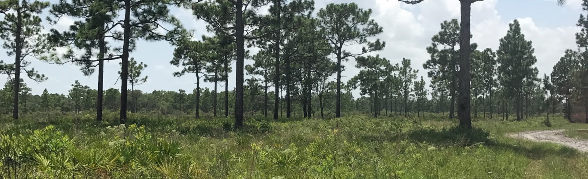 Split Oak Swamp Trail: 107 Reviews, Map - Florida | AllTrails