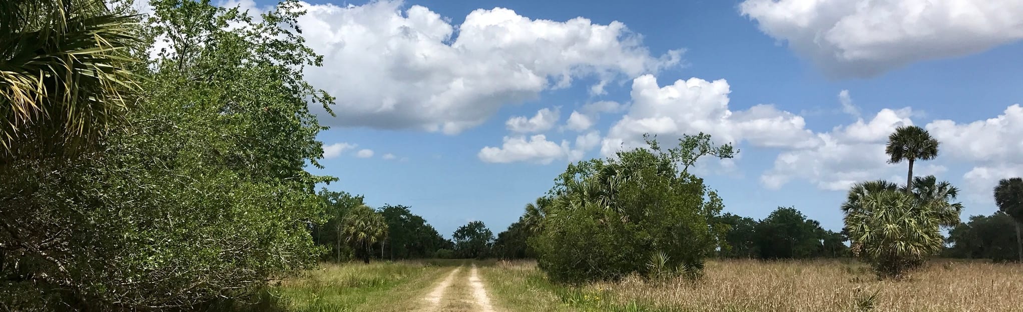 Florida Trail and Saint Johns River Loop: 159 fotos - Flórida | AllTrails