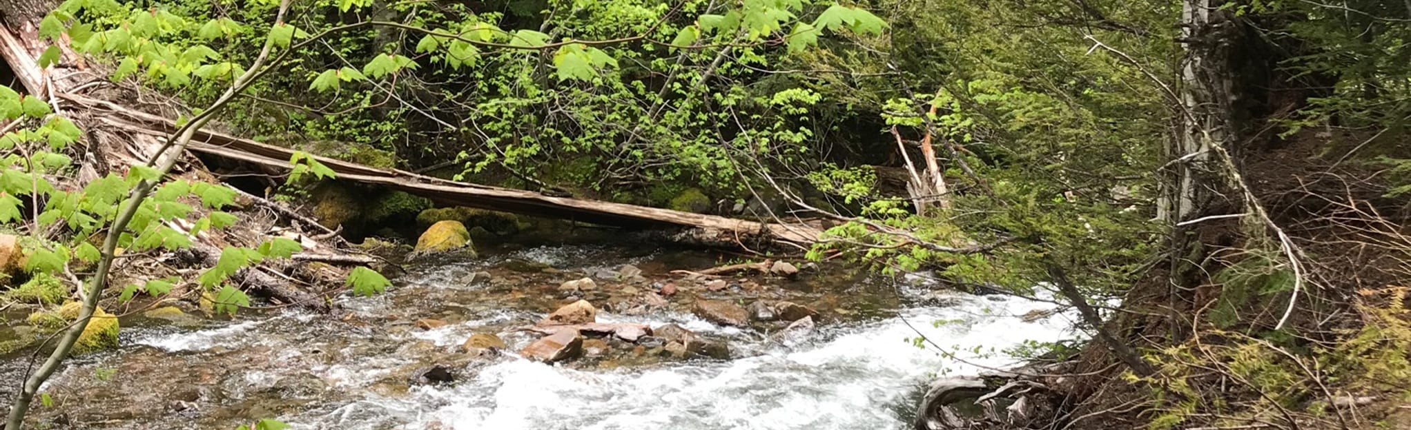 Middle Fork Willamette River Trail From Paddy's Valley, Oregon - 5 Reviews, Map | AllTrails