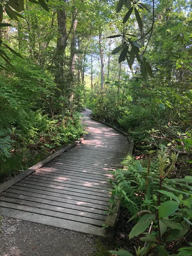 10 Best Hikes and Trails in Pachaug State Forest | AllTrails