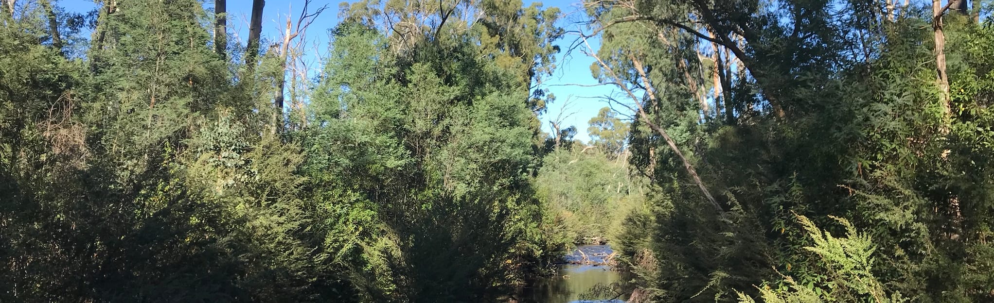 Murrindindi River Walk: 23 Reviews, Map - Victoria, Australia | AllTrails