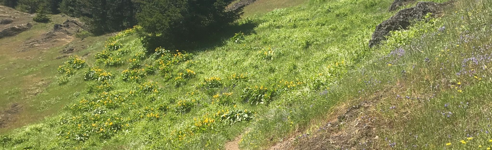 Tire Mountain Trail, Oregon - 126 Reviews, Map | AllTrails