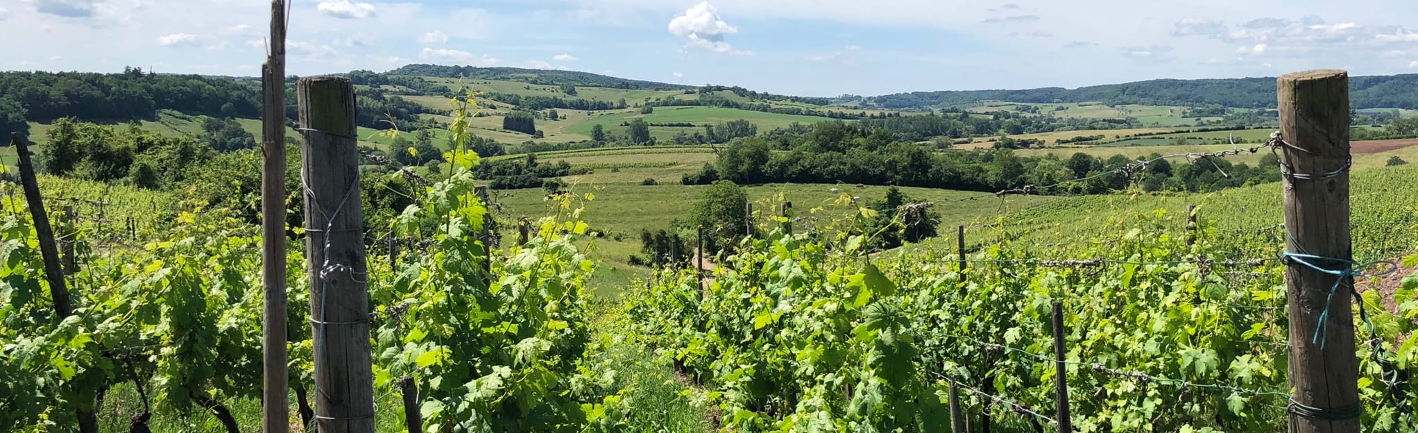 Stadtbredimus Trail, Luxembourg, Luxembourg - 56 Reviews, Map | AllTrails