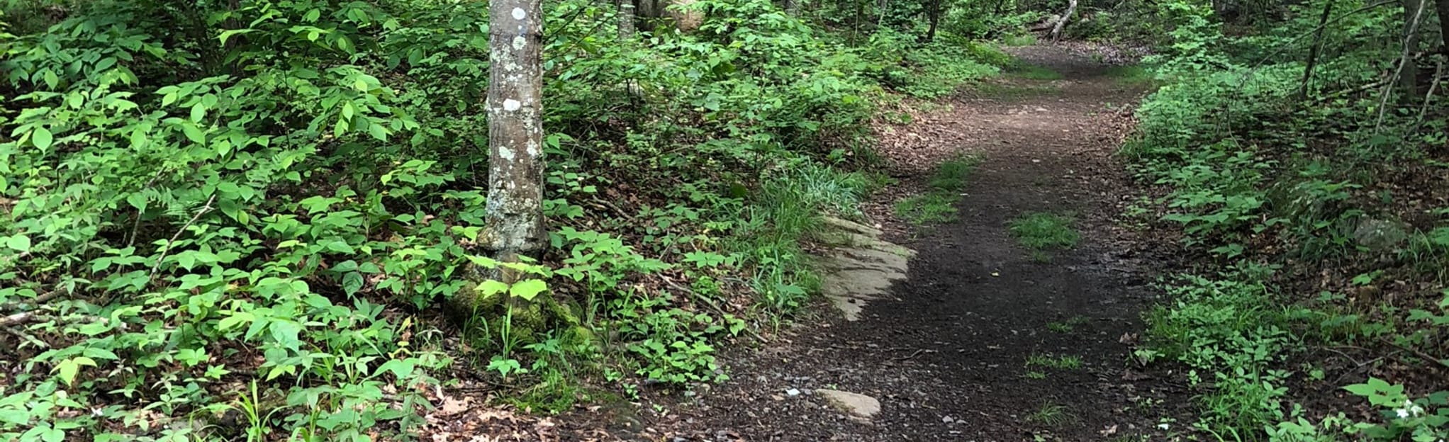 Westwoods Green, Red, and Blue Trail Loop: 56 Reviews, Map ...