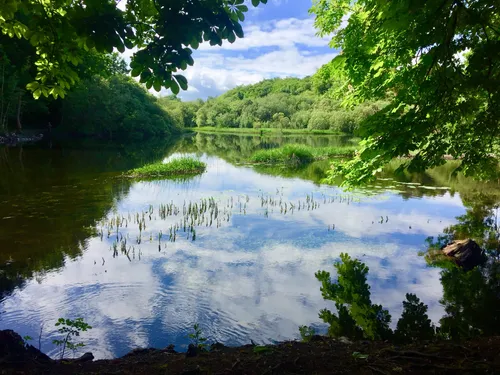 2023 Best Forest Trails in Cong | AllTrails