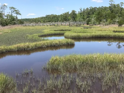 10 Best Hikes and Trails in Croatan National Forest | AllTrails