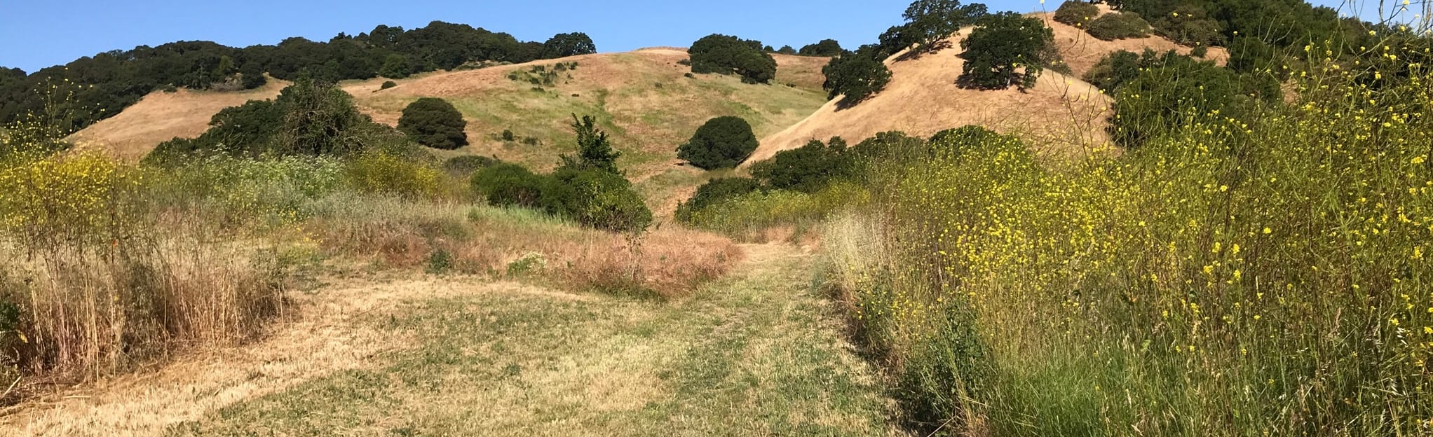 Black Phoebe Trail, California - 35 Reviews, Map | AllTrails